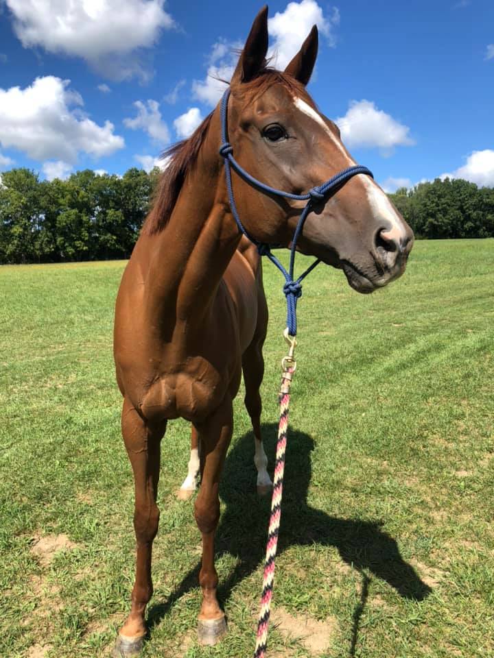 Bergie - Big Bodied OTTB! | NEER North Horse Rescue | MA, NH