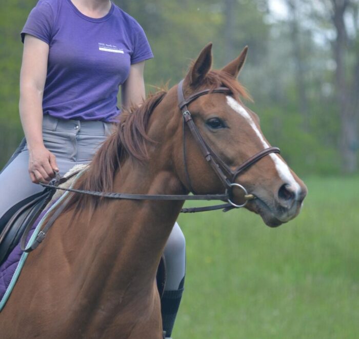 Bergie - Big Bodied OTTB! | NEER North Horse Rescue | MA, NH