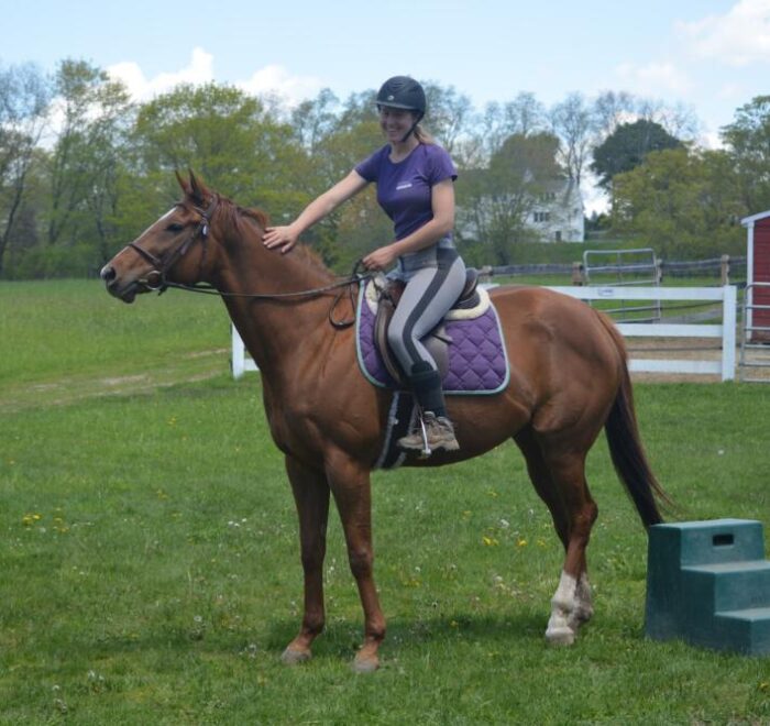 Bergie - Big Bodied OTTB! | NEER North Horse Rescue | MA, NH
