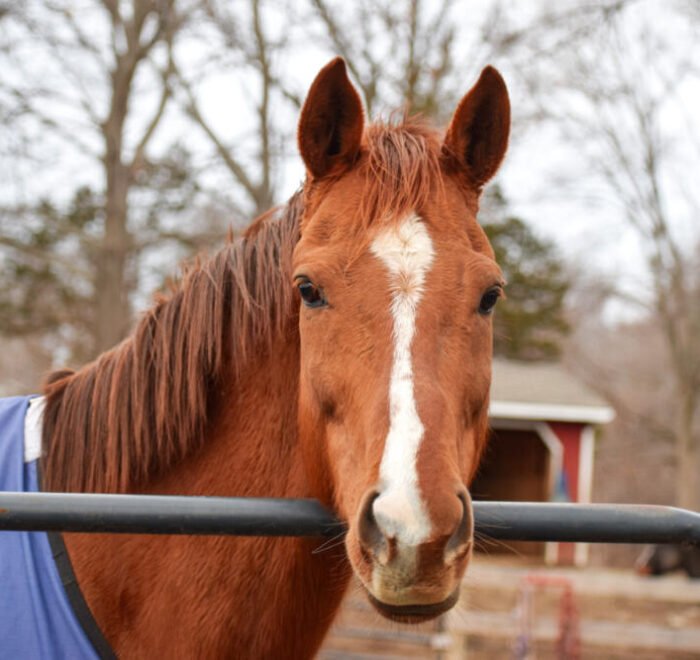 Bergie - Big Bodied OTTB! | NEER North Horse Rescue | MA, NH