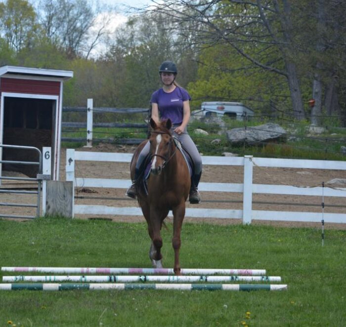 Bergie - Big Bodied OTTB! | NEER North Horse Rescue | MA, NH
