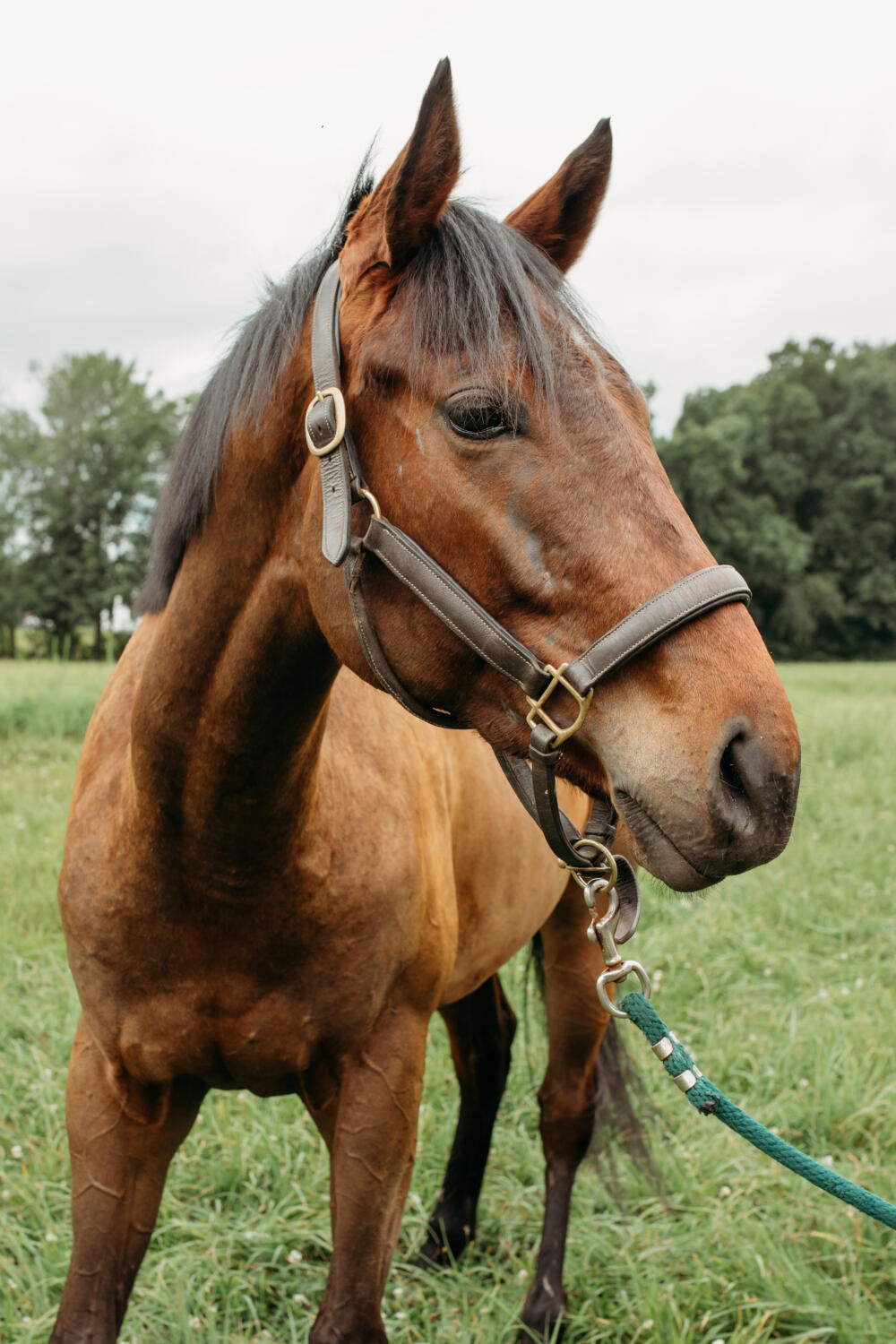 Rockport Queen "Queenie" - OTTB Mare | NEER North Horse Rescue | MA, NH