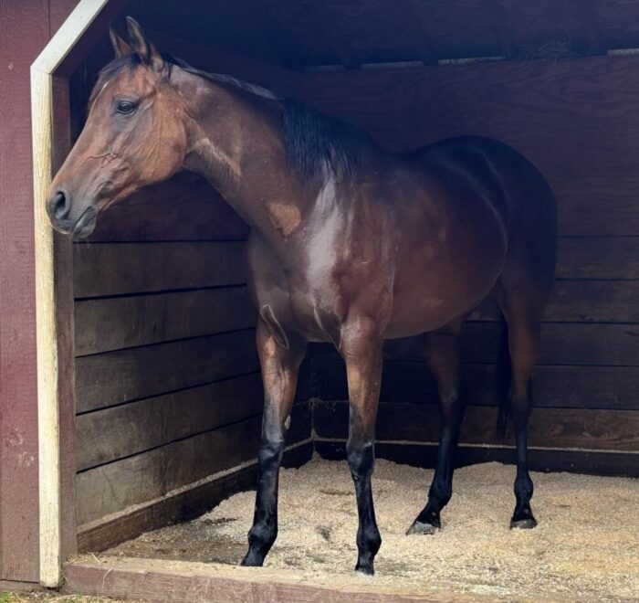 Simple Gesture - OTTB Mare | NEER North Horse Rescue | MA, NH