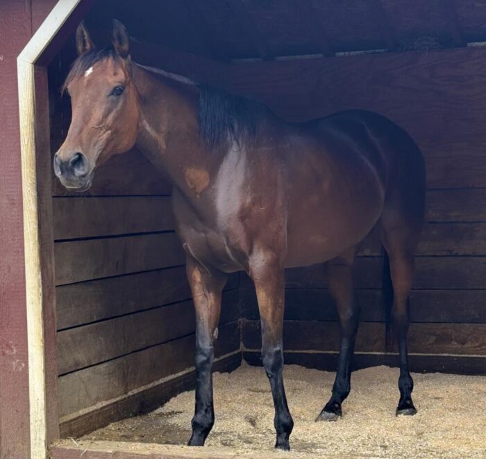 Simple Gesture - OTTB Mare | NEER North Horse Rescue | MA, NH