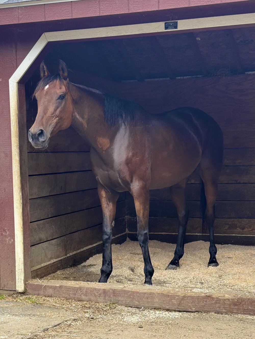 Simple Gesture - OTTB Mare | NEER North Horse Rescue | MA, NH