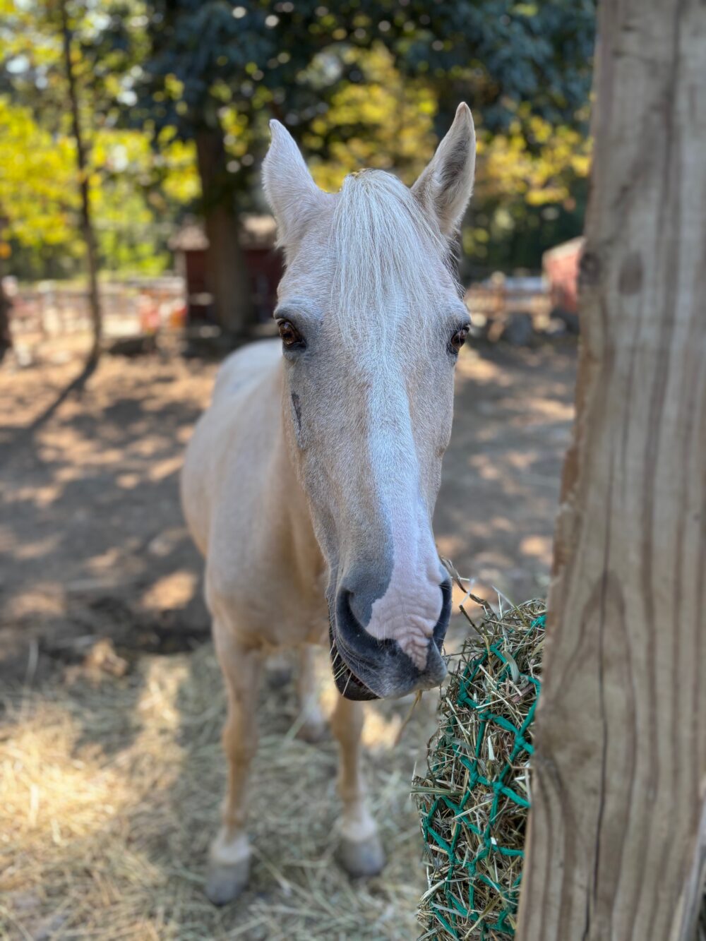 Mojo - Grade Pony - Gelding - ADOPTED | NEER North Horse Rescue | MA, NH